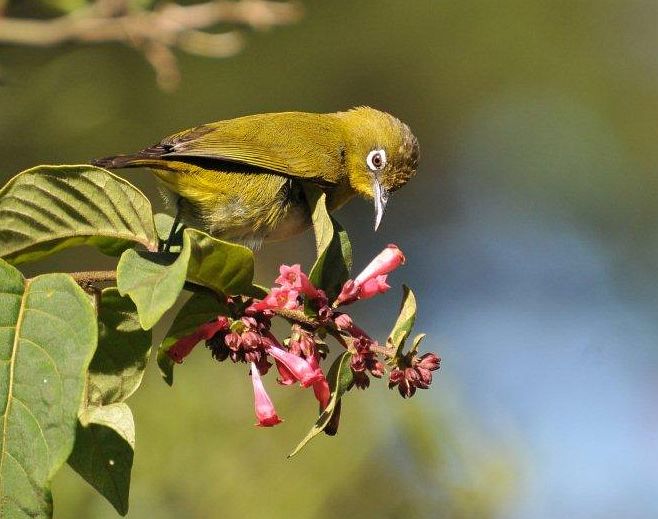 Lanka Sithasiya - The Ceylon White-Eye (Zosterops ceylonensis)