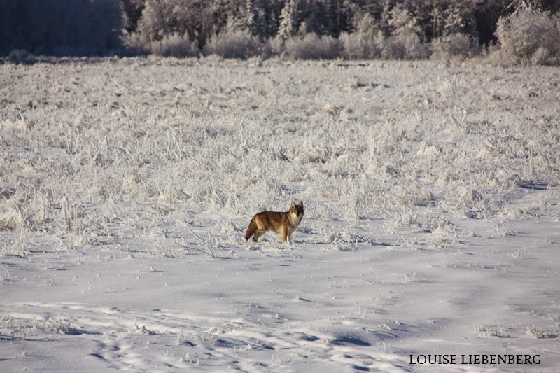 Predator Friendly Ranching : I love coyotes..
