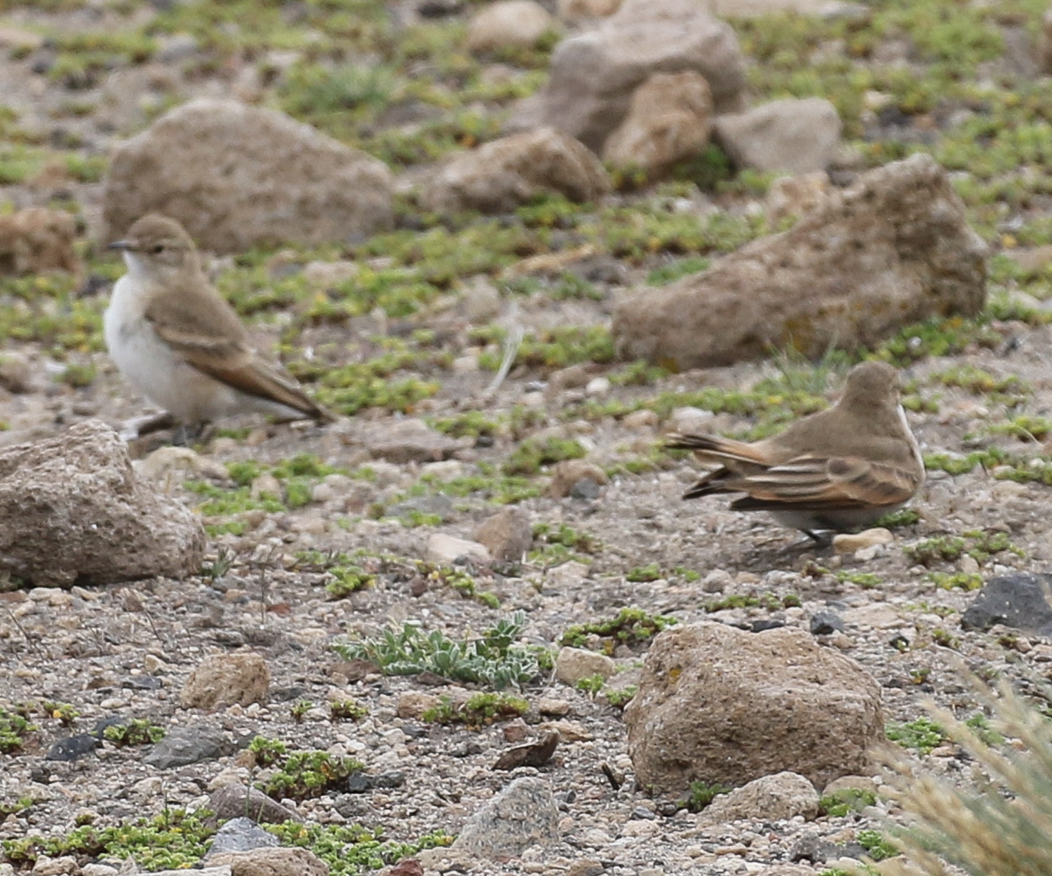 Birding Poole Harbour & Beyond: 16 Mar 18 - Chile: Halfway to Everest ...