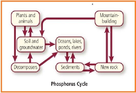 BIOMANIA: SIKLUS FOSFOR