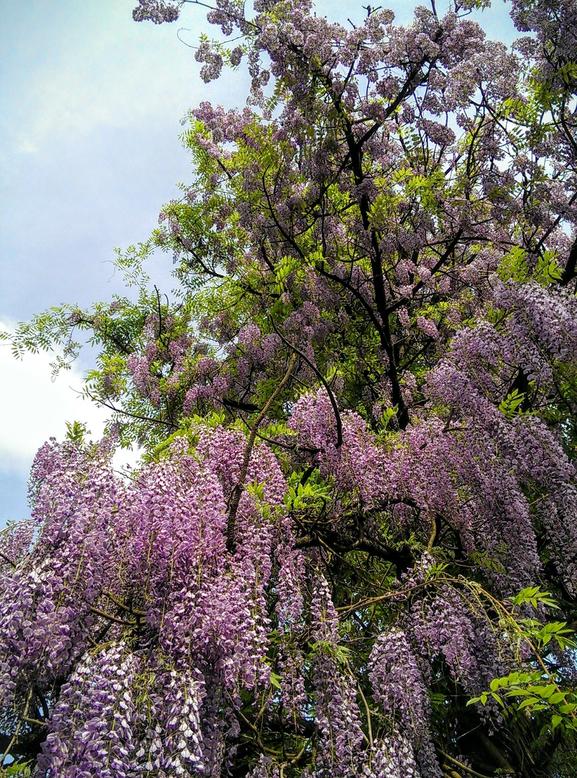 The Outlaw Gardener: This is Divine