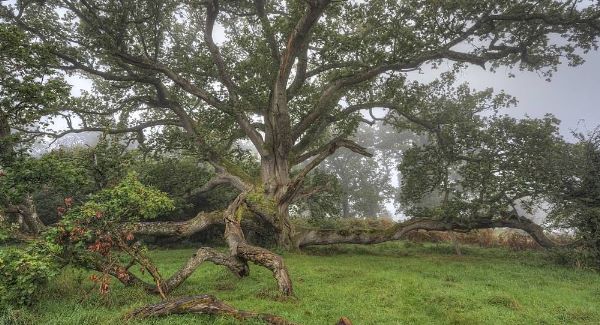 The Oak and the Antler: Father Oak