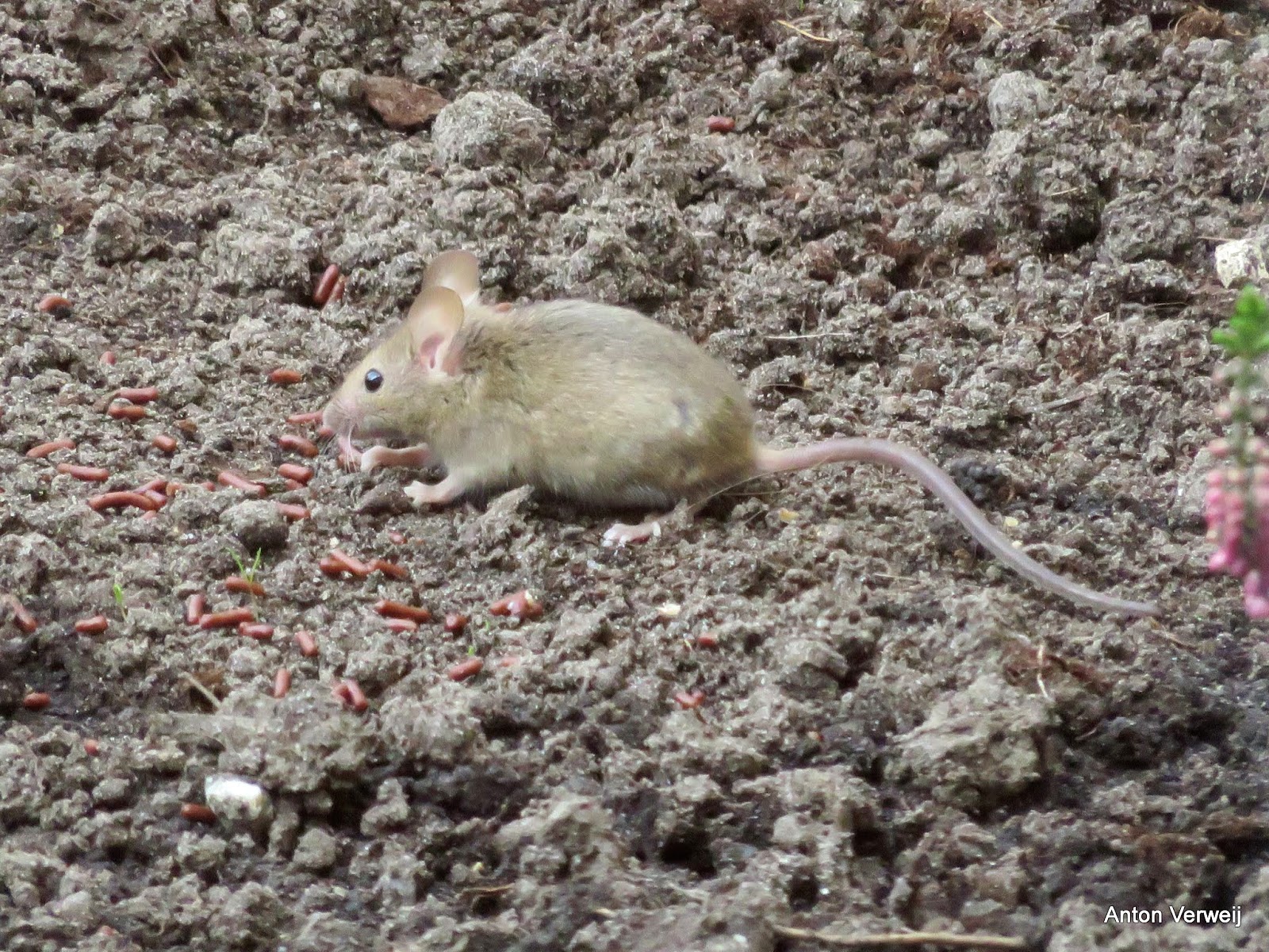 God is in de stilte: Een muisje dat muisjes muist