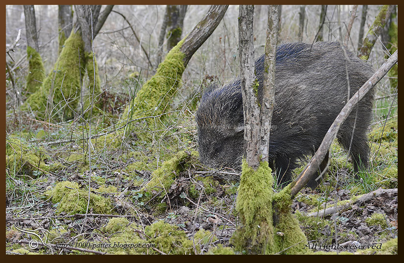 WILDLIFE GATEWAY: Wild boars: their diet