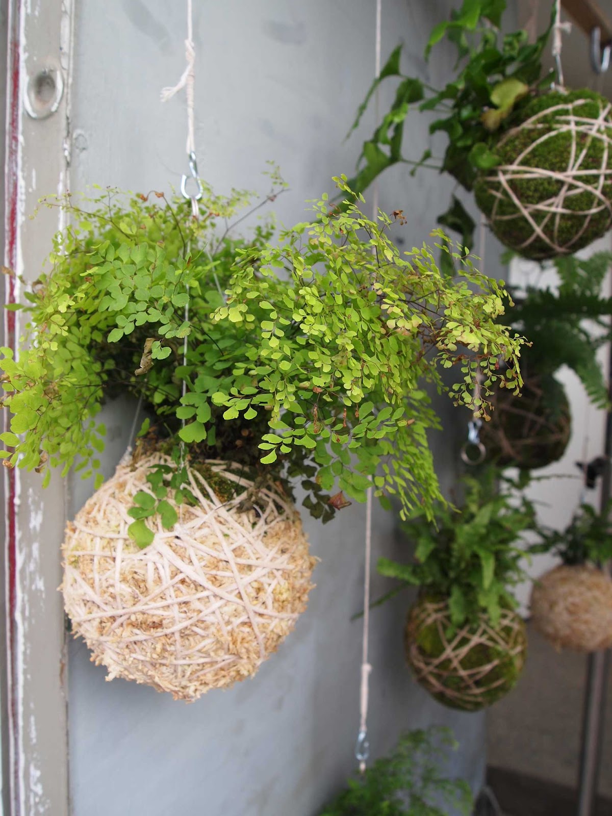 Loop the Loop: New String Gardens - Ready for Spring