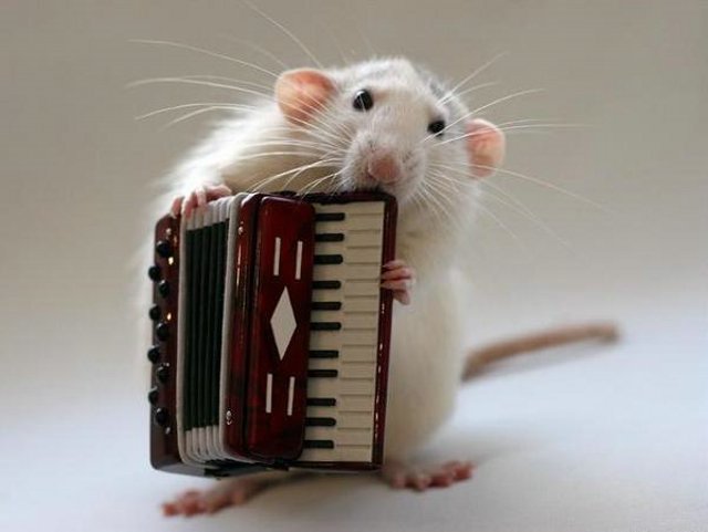 All Funny,Cute,Cool and Amazing Animals: Funny Rats Images and Pictures ...