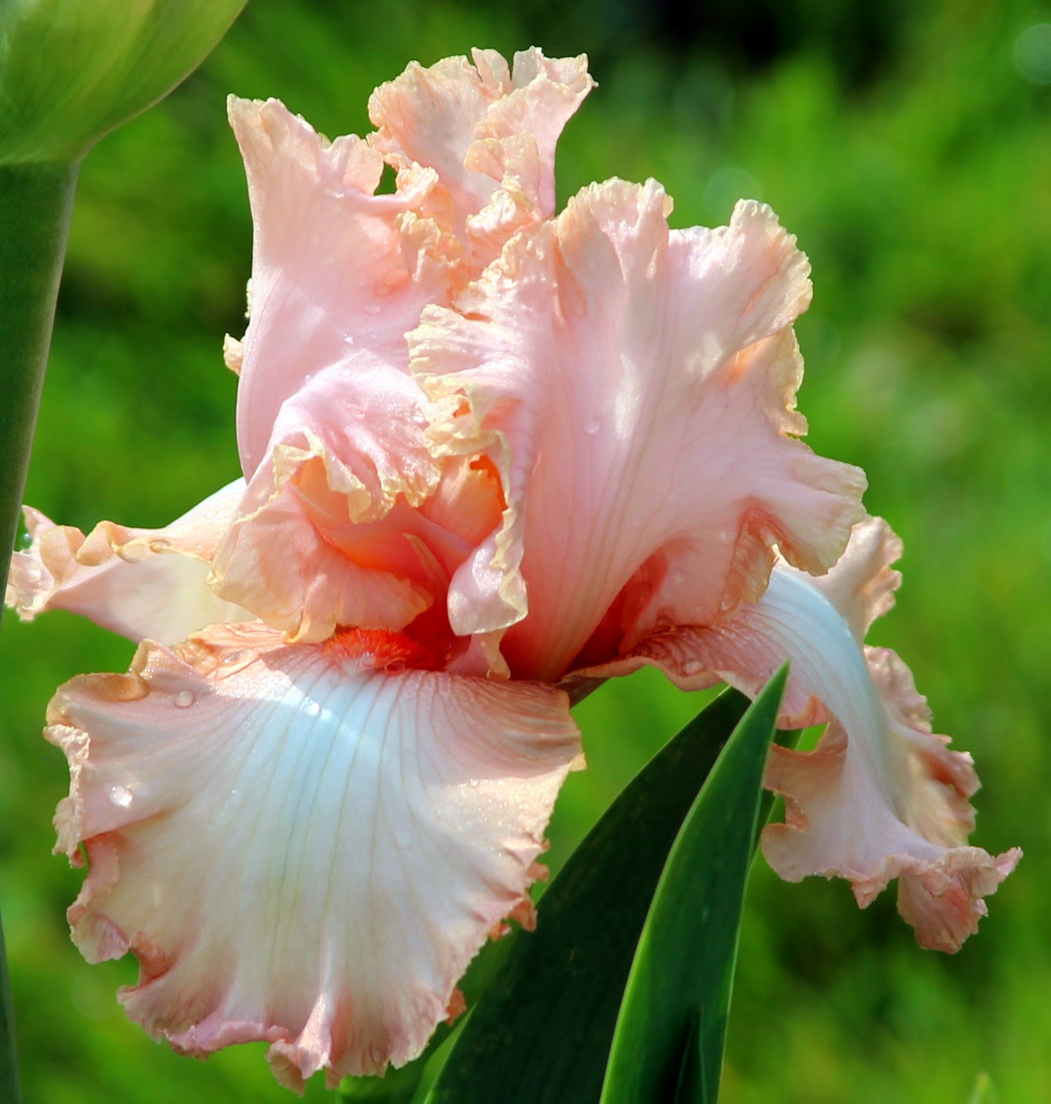 TALL BEARDED IRIS IN MY GARDEN TODAY - Sowing the Seeds