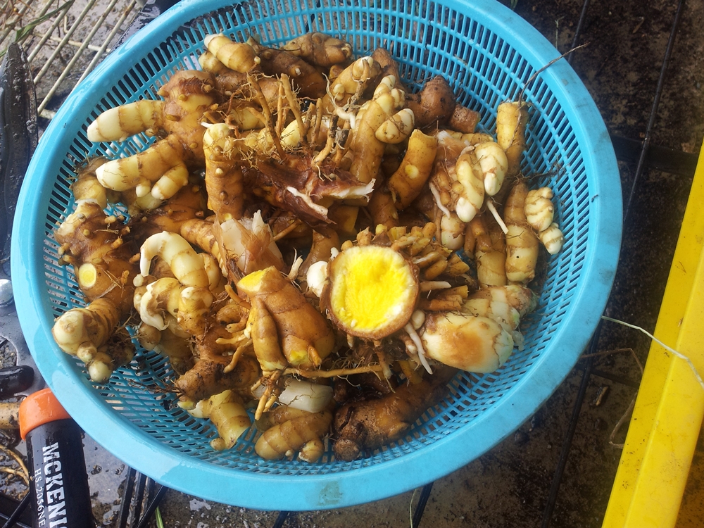 TanamSendiri.com -- Grow Your Own: Tuaian Hari Ini -- Temu Pauh, Mango ...