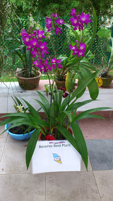 Cara Menanam Bunga Carnation | tanamanbaru