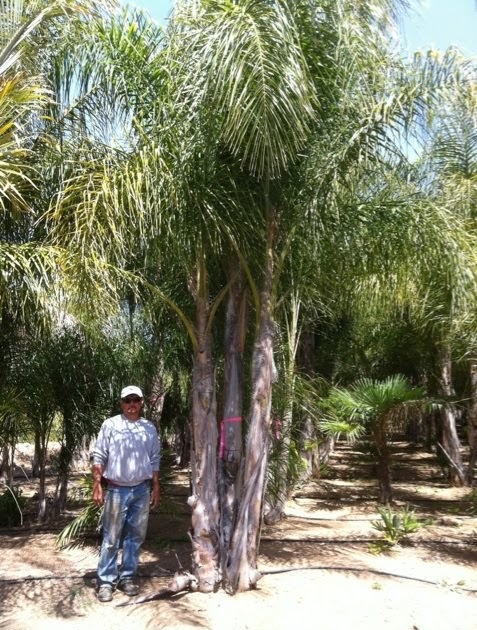 Gregory Palm Farms : RARE MULTI-TRUNK CALIFORNIA QUEEN PALMS BEST ...