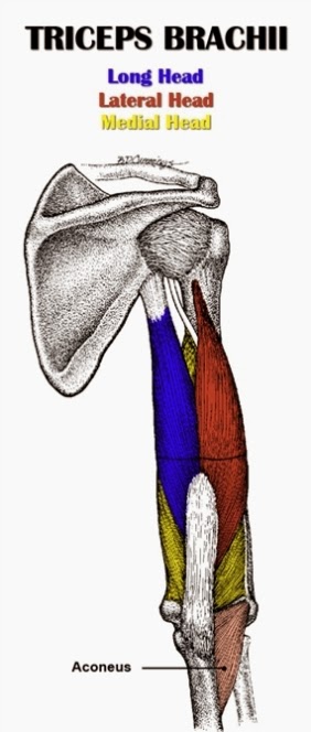 TRAIN OUT PAIN: The Triceps and Implications for Shoulder Health