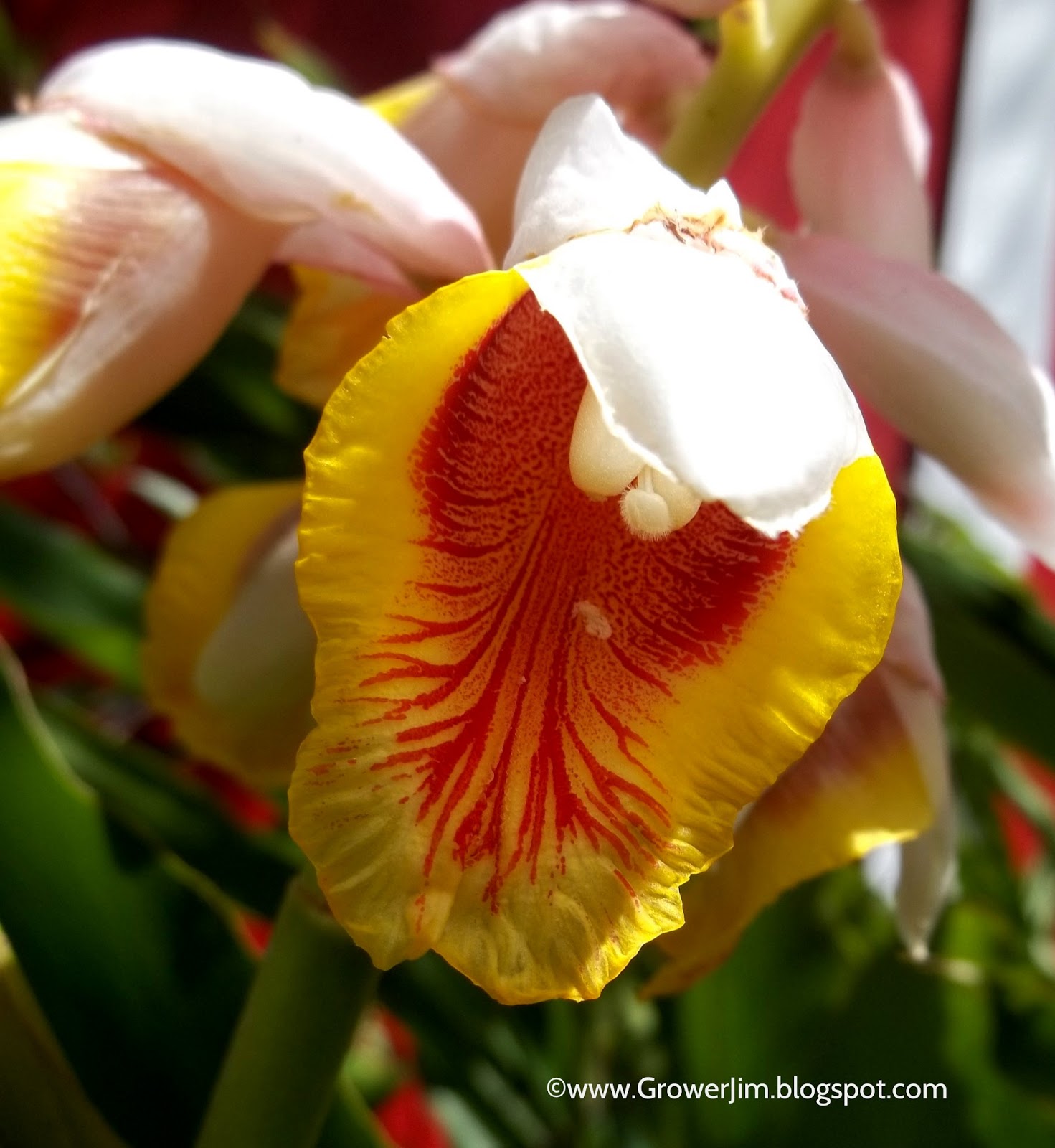 Garden Adventures: Alpinia nutans