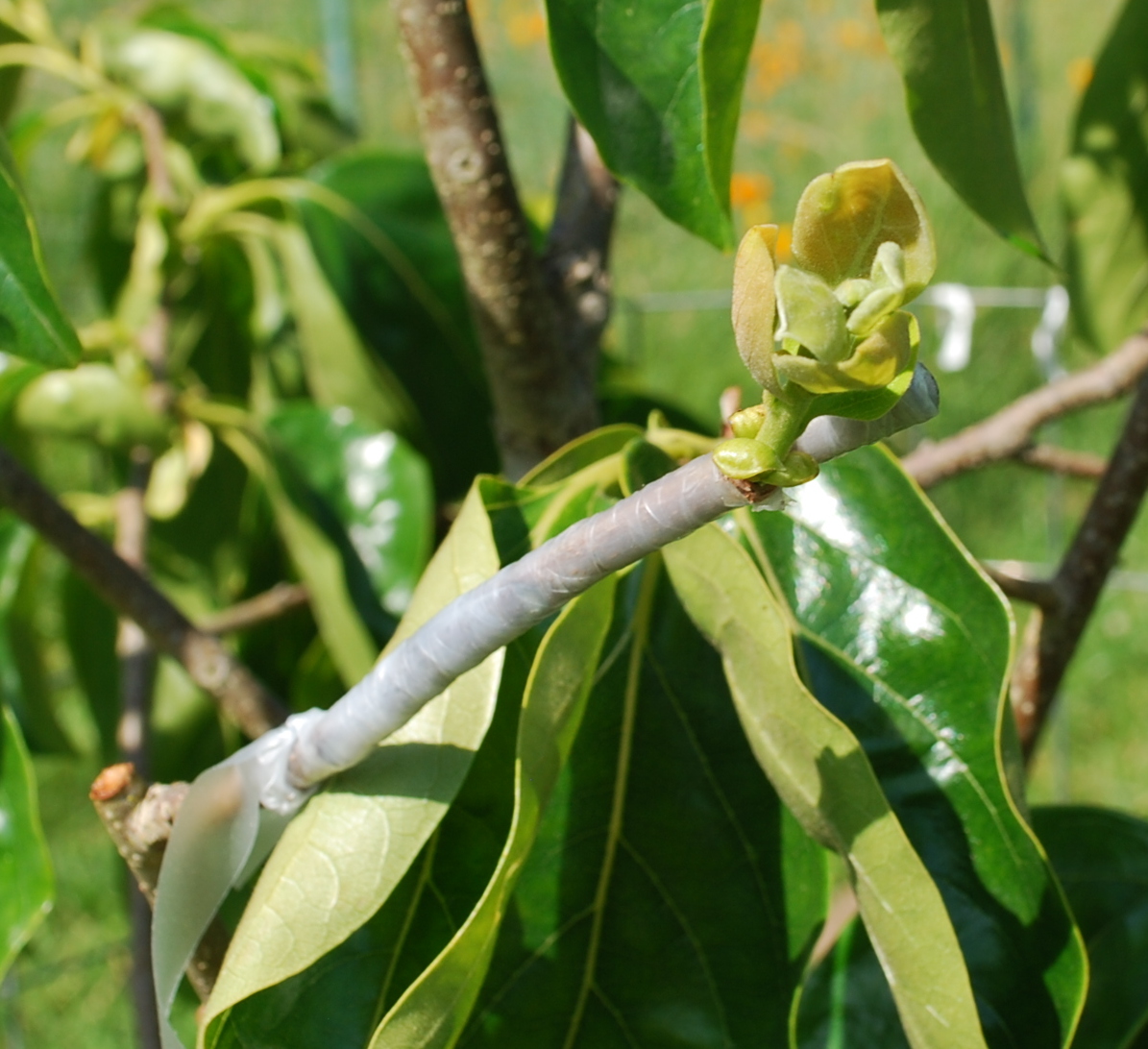 Daniel's Pacific NW Garden: Walking around. Persimmons, Figs, Vines ...