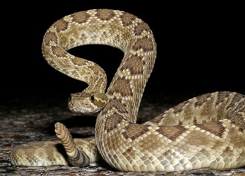 Venomous Snakes | Snakes