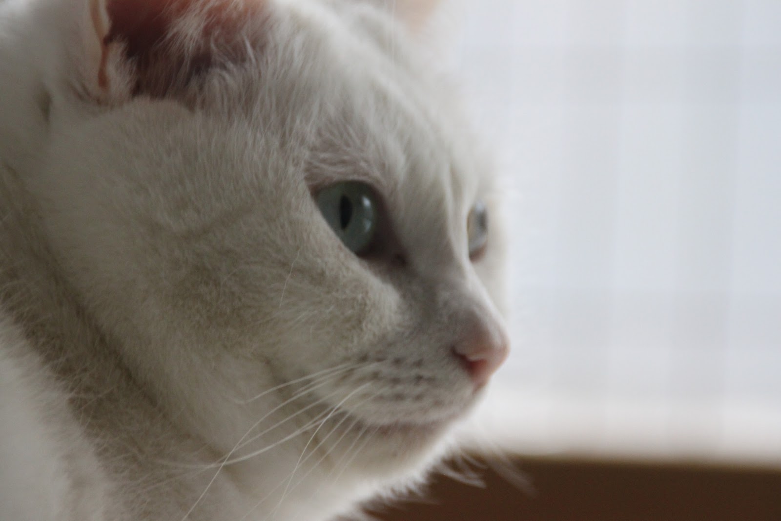 Cats of Wildcat Woods: Thankful Thursday