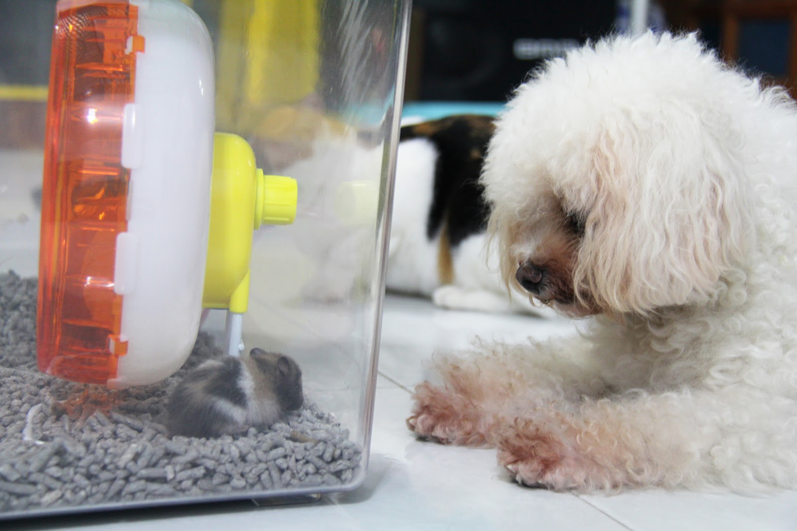 Natural PawPals: Cherimoya the Calico (aka Tortoiseshell Banded) Syrian ...