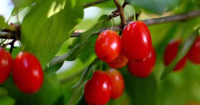 Kissel from cornelian cherry and mirabelle plum ★ Soviet Cooking