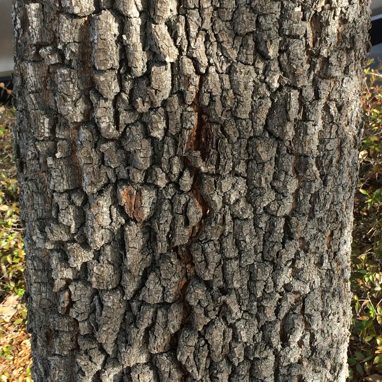 Trees of Santa Cruz County: Fraxinus pennsylvanica - Green Ash