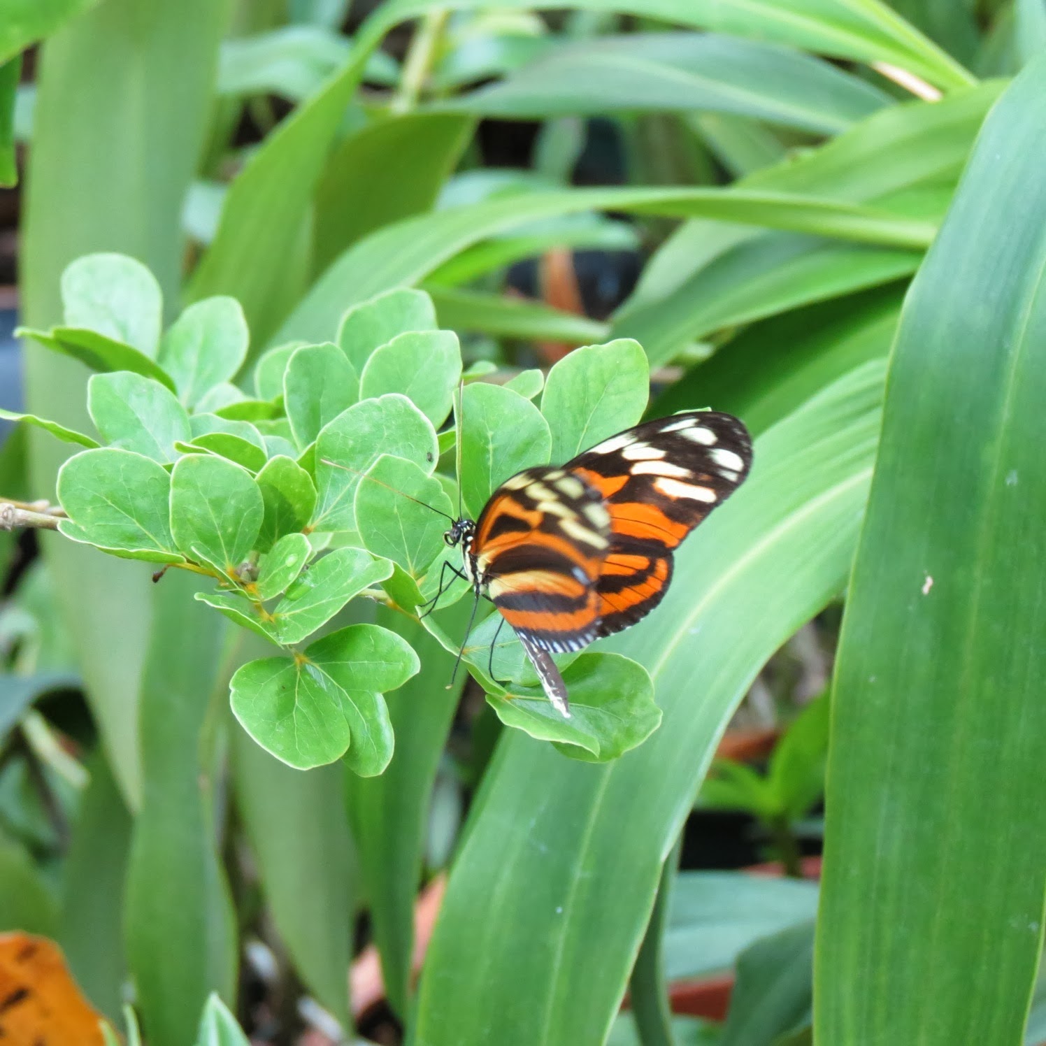 Travel New Brunswick by Motorcycle: Some time in Edmundston & the Foire ...