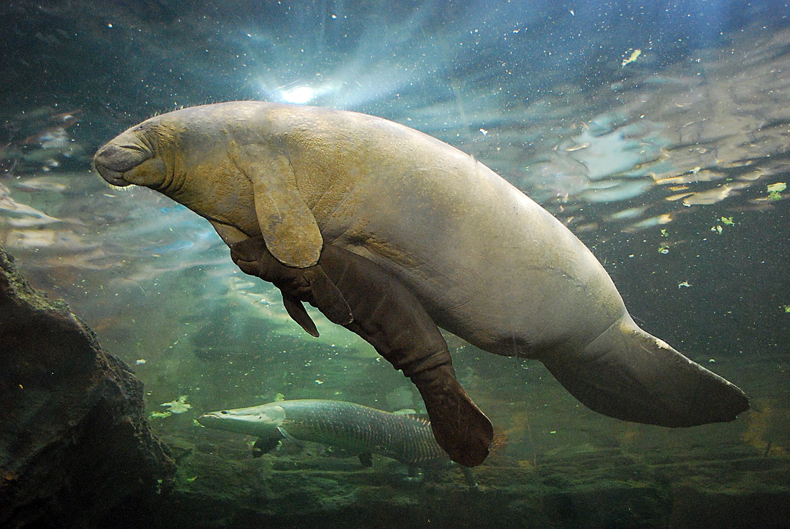 Animales en Peligro de Extinción en Tabasco