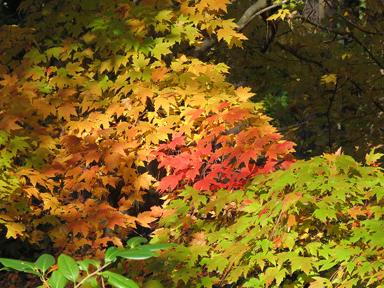 gardens@duke: Fall Colors in Duke Gardens