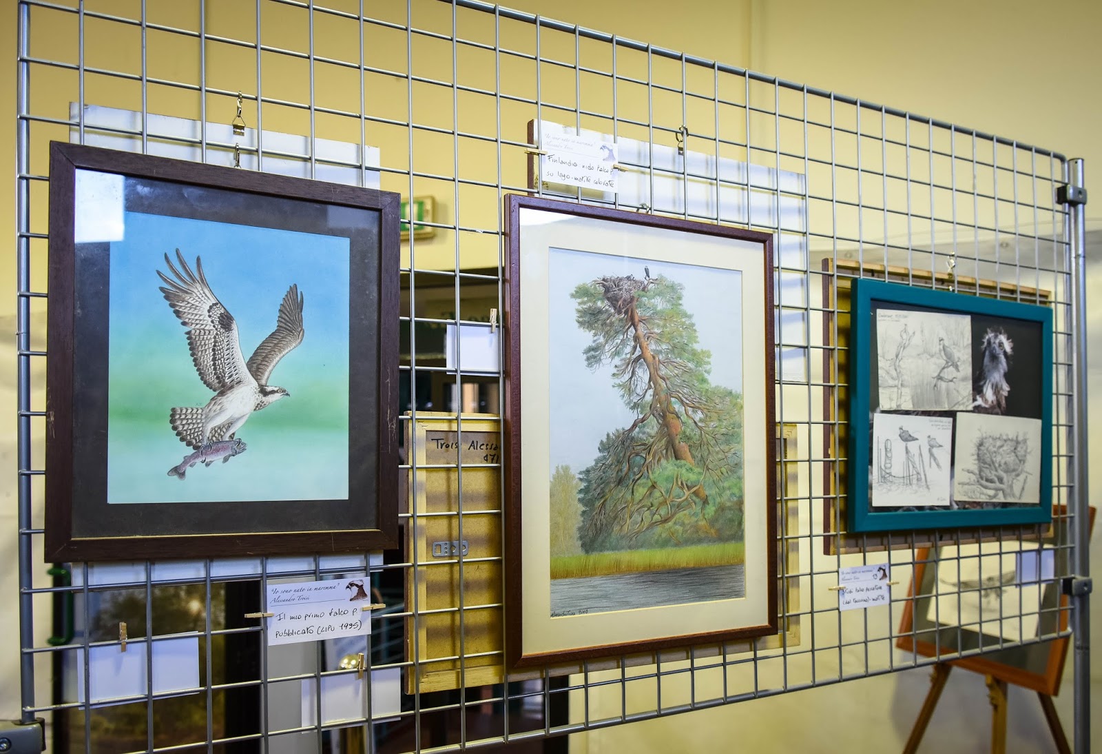 Alessandro Troisi - Osprey's illustrator