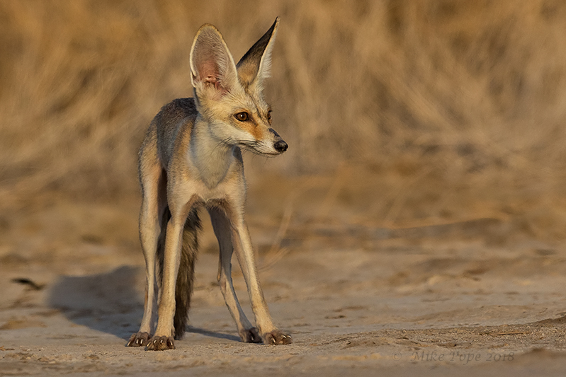 Kuwait Birding: As the sun sets