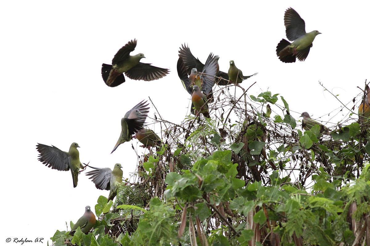 Birds and Nature Photography @ Raub: New Year Birds - Pink-necked Green ...