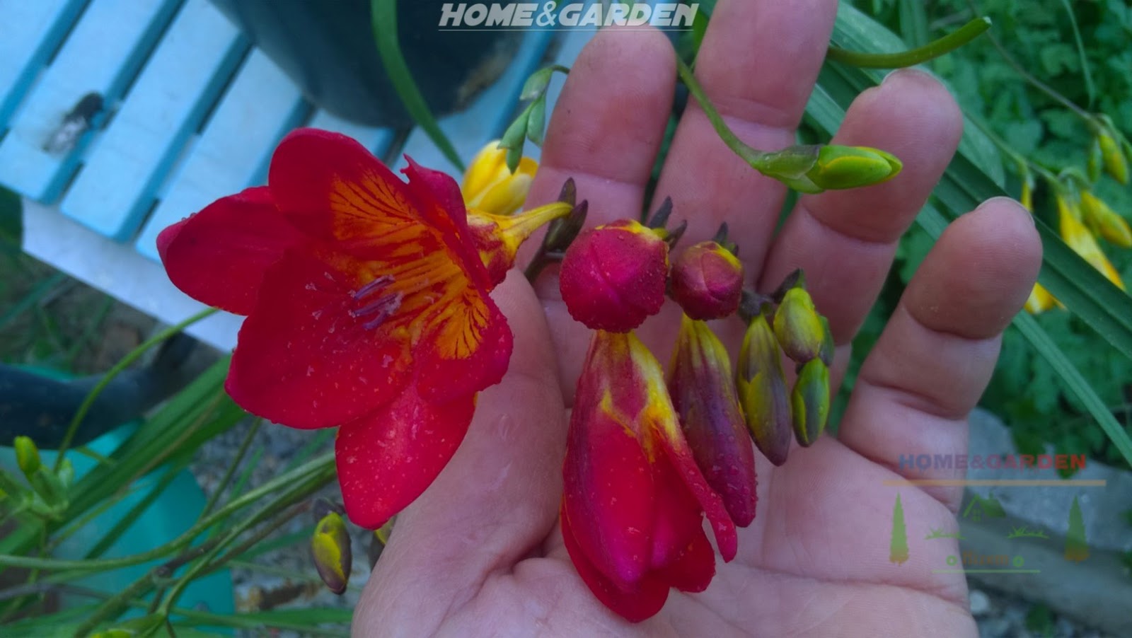 How to Grow Freesias in Pots