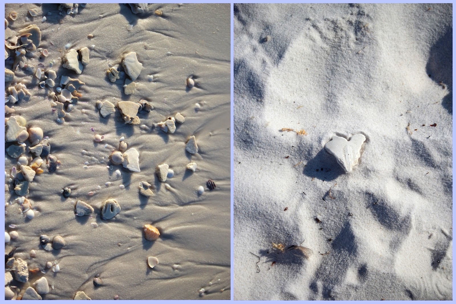 (Animal) Footprints in the Sand~!