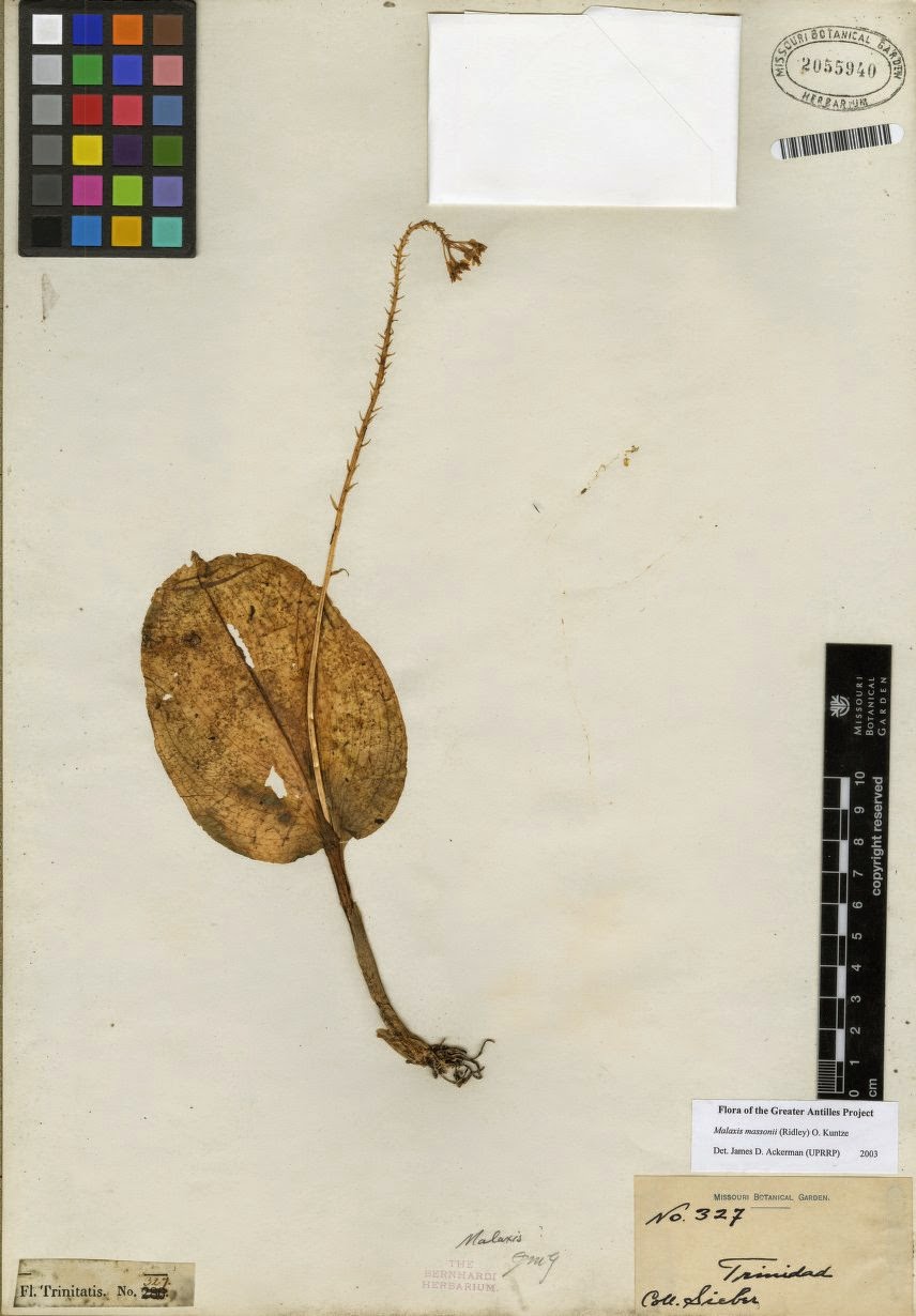 Flora de Puerto Rico Ilustrada Papo Vives: ORCHIDACEAE MALAXIS ...