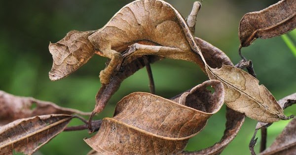 Mimetismo y Evolución : ¿QUÉ ES EL MIMETISMO?