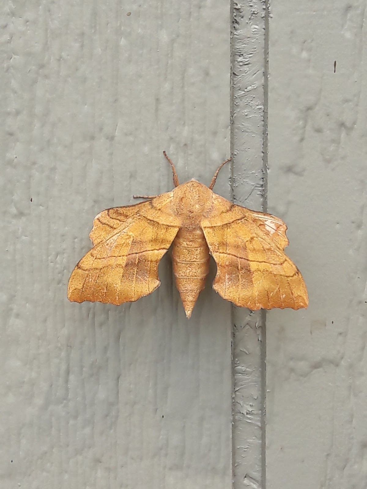 Photo Friday: Walnut Sphinx Moth