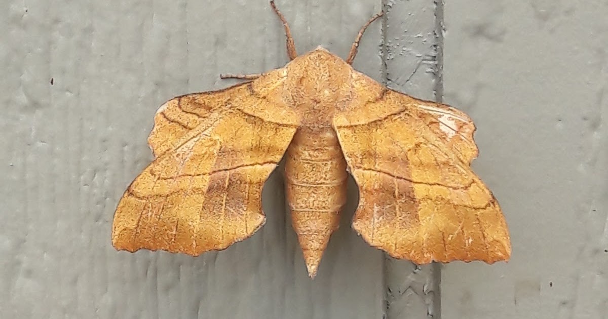 Photo Friday: Walnut Sphinx Moth