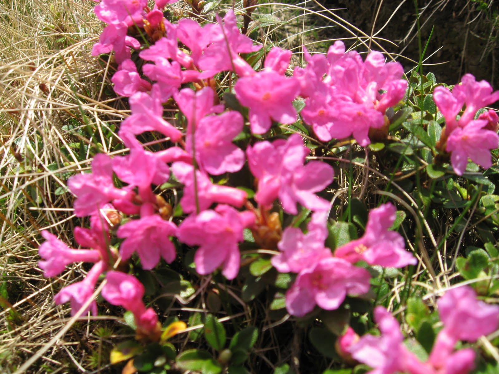 Jurnal de calatorie: Primii rododendroni - Rodnei