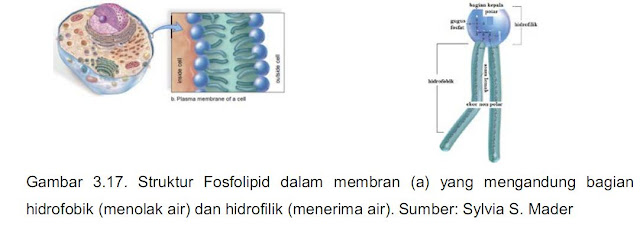 Pengertian Fosfolipid