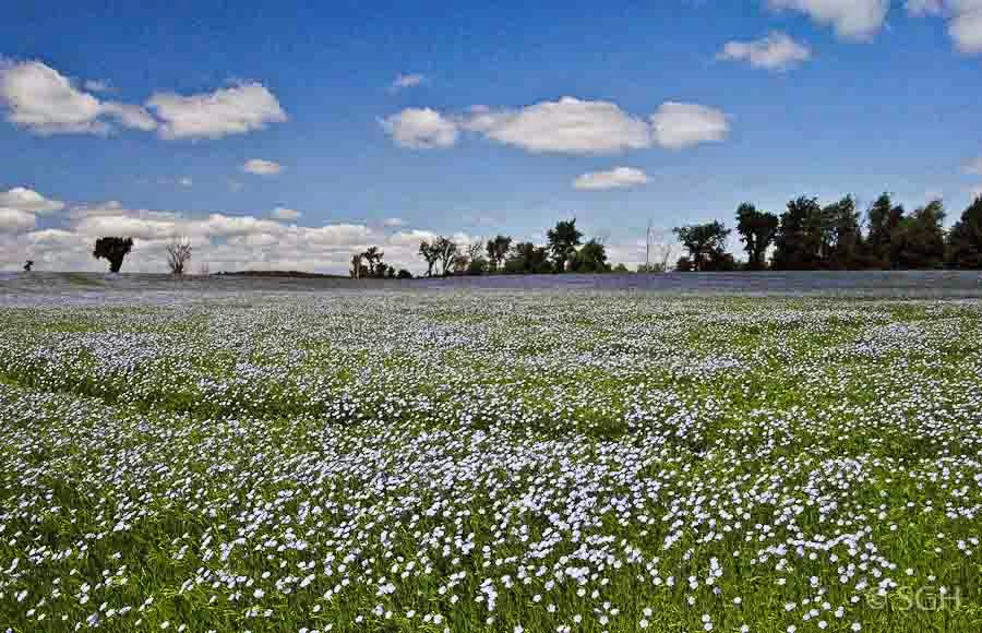 Seasons in the Valley + Furry Gnome's Adventures: Beautiful Blue Flax ...