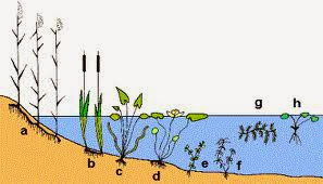 PASANDO PAGINA: RAICES PLANTAS ACUATICAS y LAS ESPECIES ¡¡¡¡ Para Ti ...