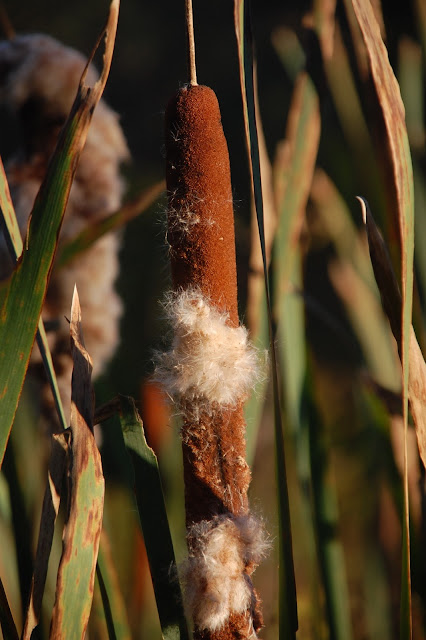 Central New York Nature Study: Smoking Cattails