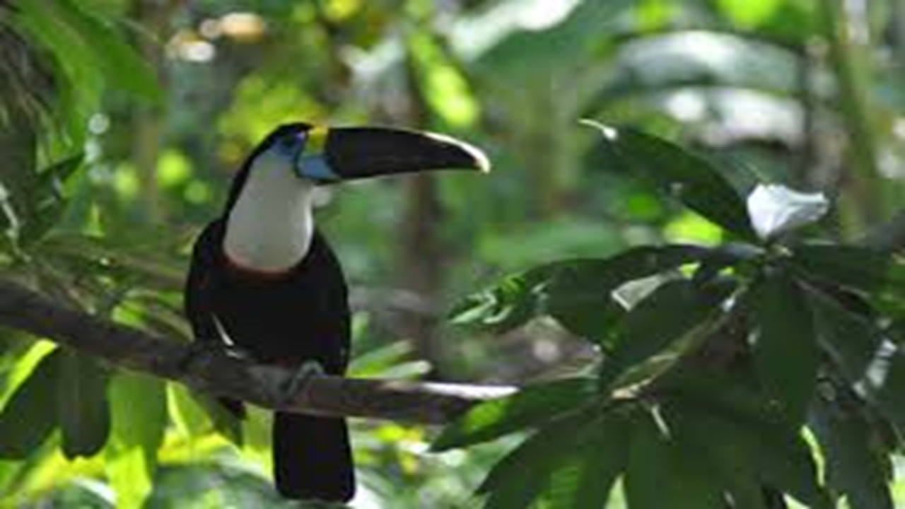 Los expedientes secretos M: La leyenda de "El Tunche"