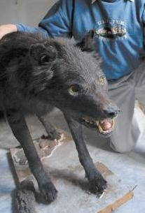 Sarah Ahiers Writes: Wednesday Weird: Shunka Warak'in