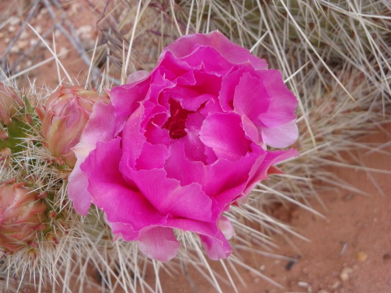 Please repeat...: Desert Flowers