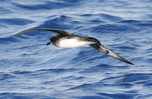 JFC's Birding: POLYNESIAN & PITCAIRN ISLAND TRIP REPORT 4TH JUNE 2006 ...