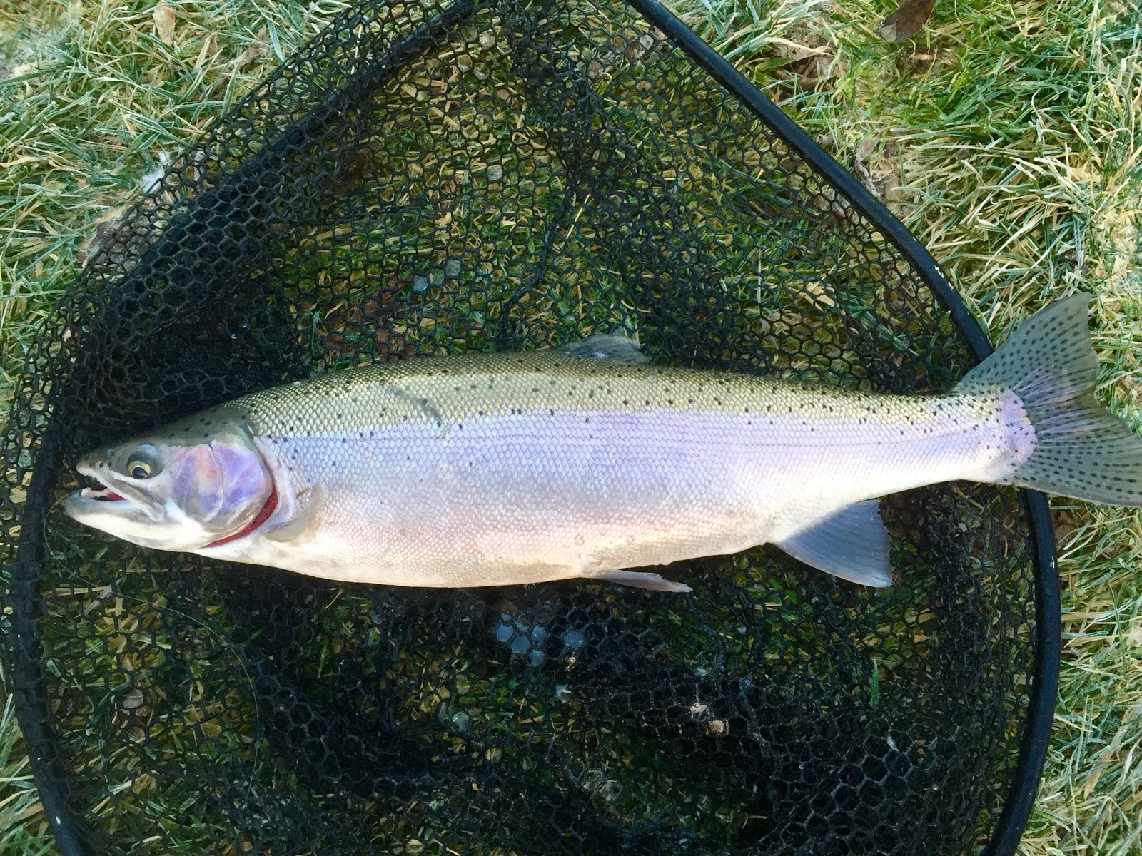 Wisconsin Fishing Reports: December Steelhead