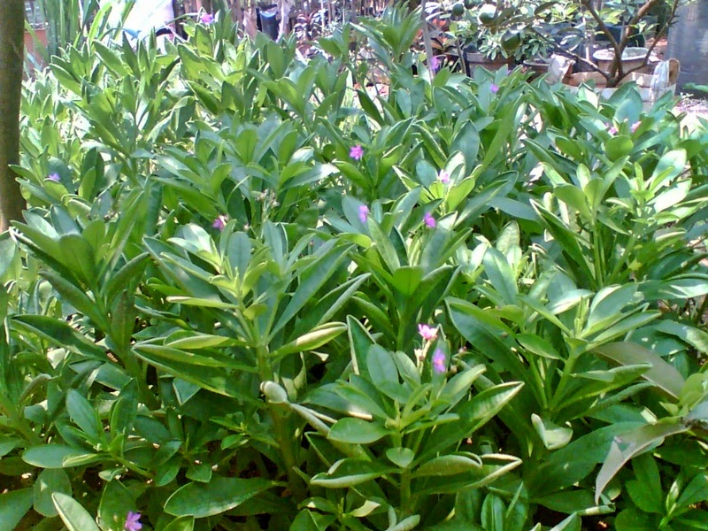 Budidaya Ginseng - BUDIDAYAKU