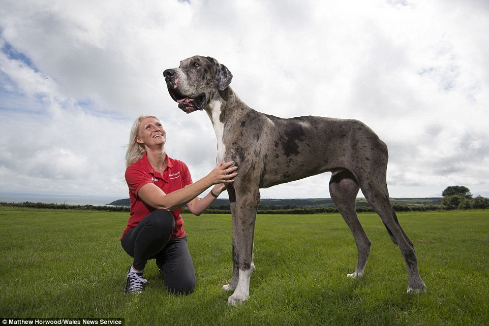 Welcome to KvnG Ololade Blog: The 7foot giant dog vying for the world's ...