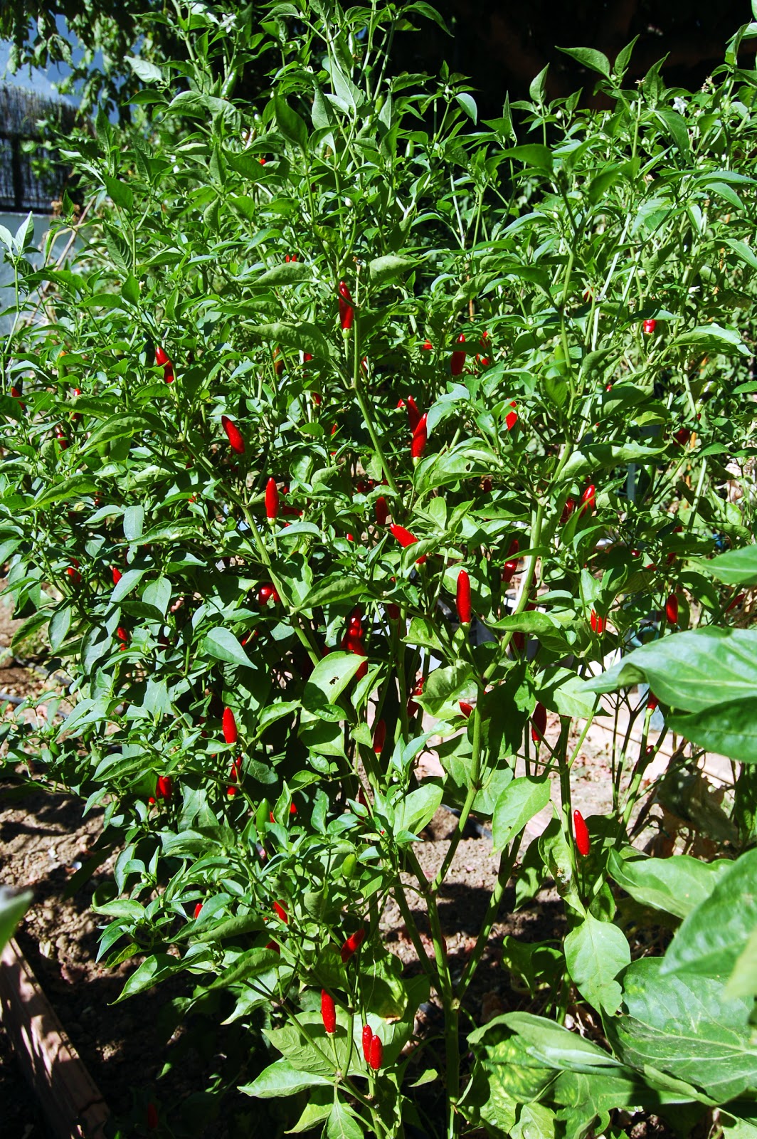 El huerto casero de Ana: La Pimienta de Cayena : fácil de cultivar