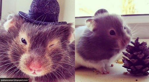 Hamster Paling Lucu - Gaban Comel