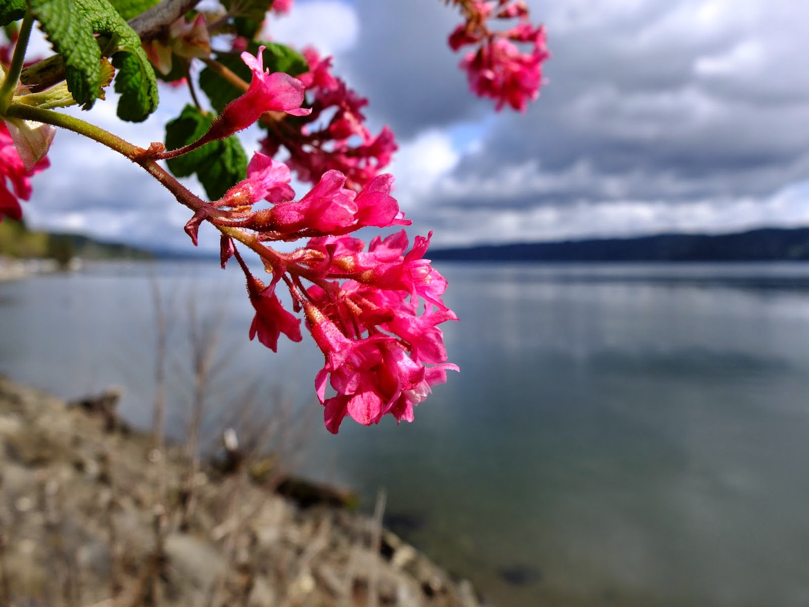 x over it: Mt Rose hike