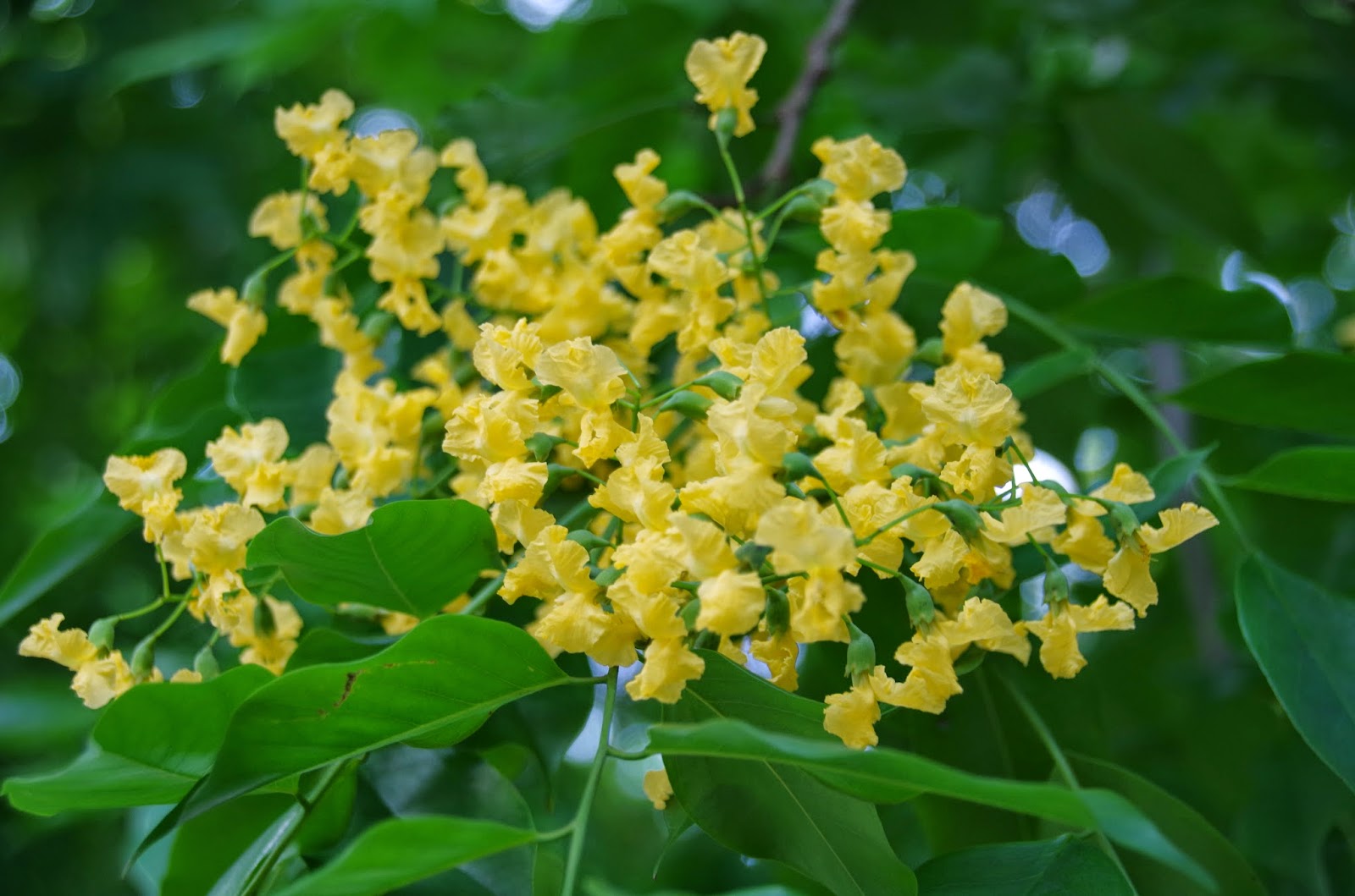 Trees and Plants: Angsana